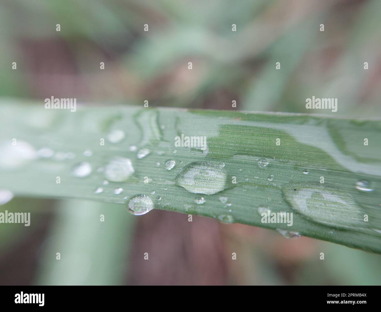 Fallen autumn morning dew on the leaves of the plants Stock Photo - Alamy