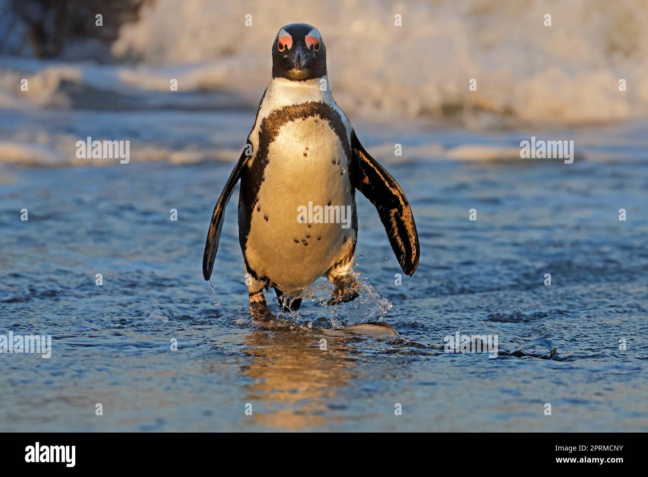 An African penguin (Spheniscus demersus) walking on the beach, South ...