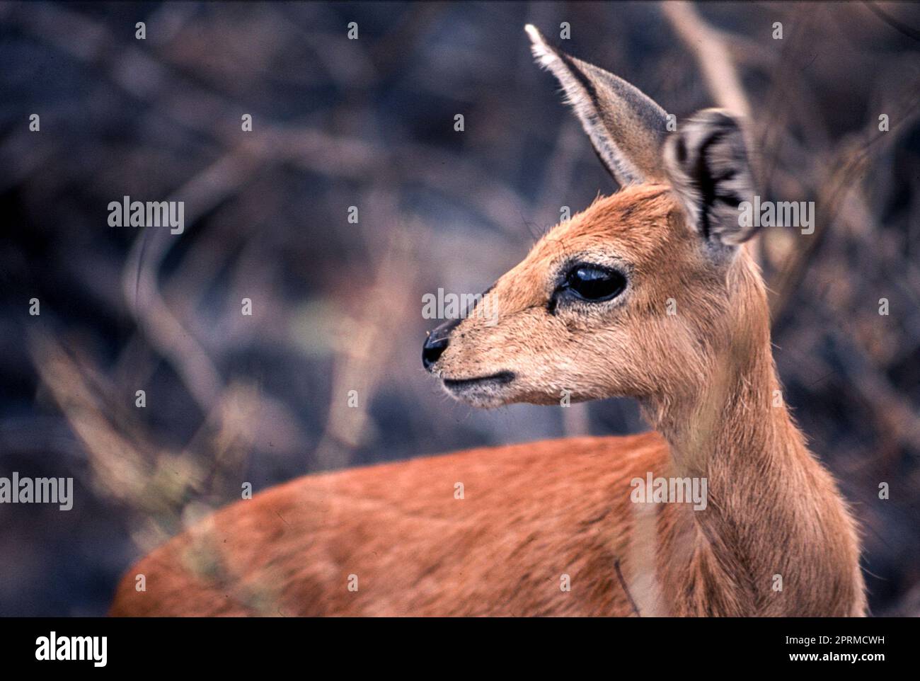Steenbok (Raphicerus campestris), Kruger National Park, Mpumalanga ...