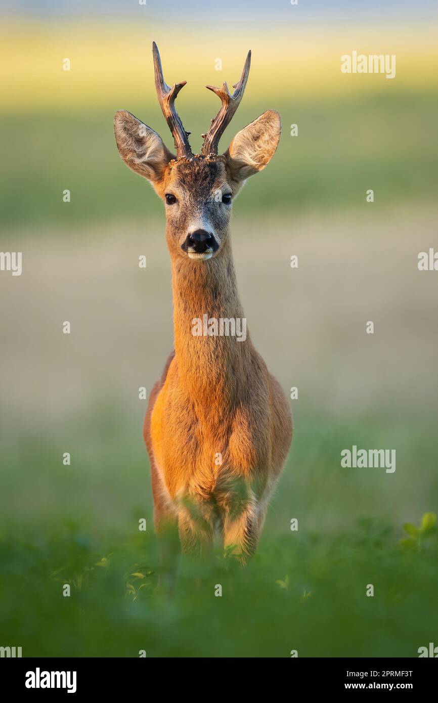 Roe deer buck with large antlers standing on field from front view ...