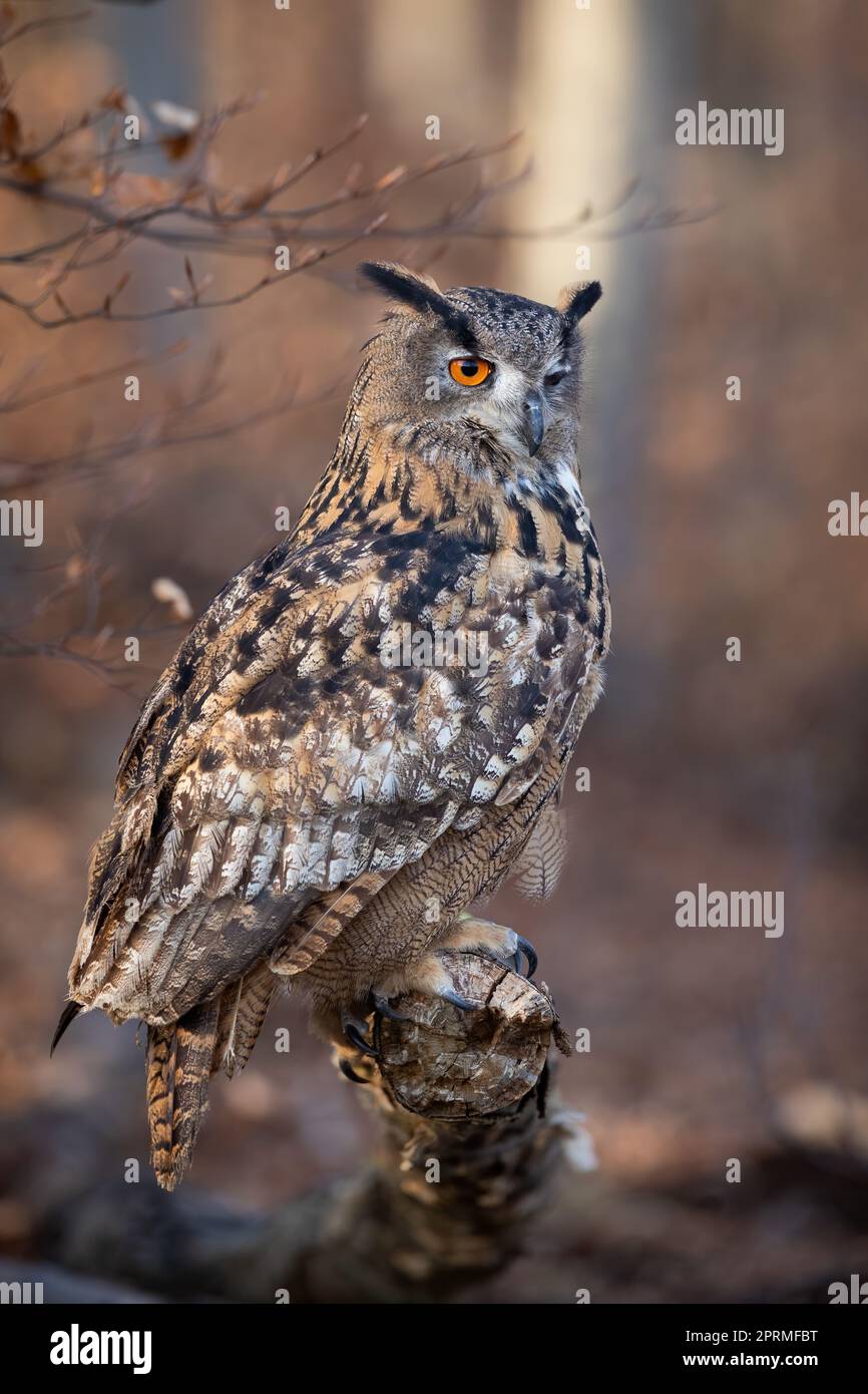 Vertical composition of eurasian eagle-owl sitting on a branch in ...