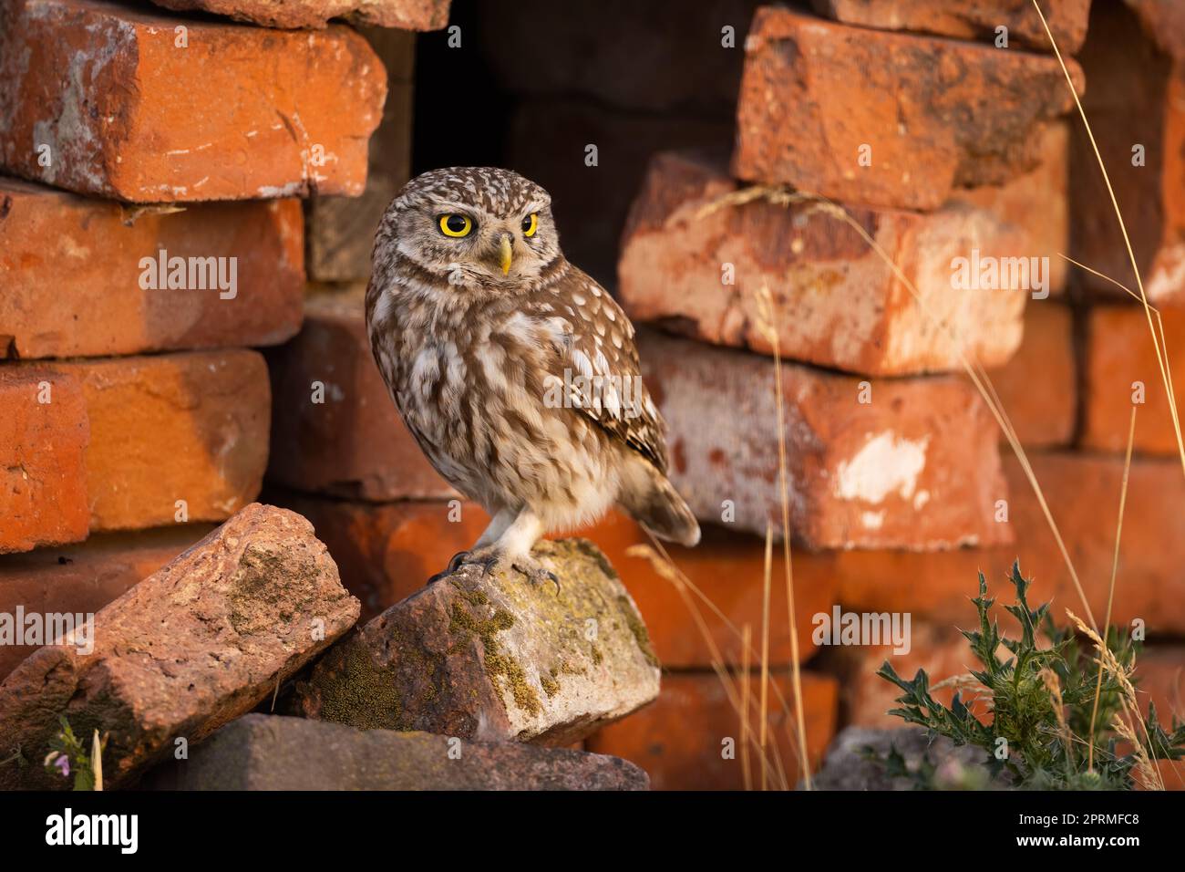 Little owl sitting on an orange brick near its nesting place inside a ...