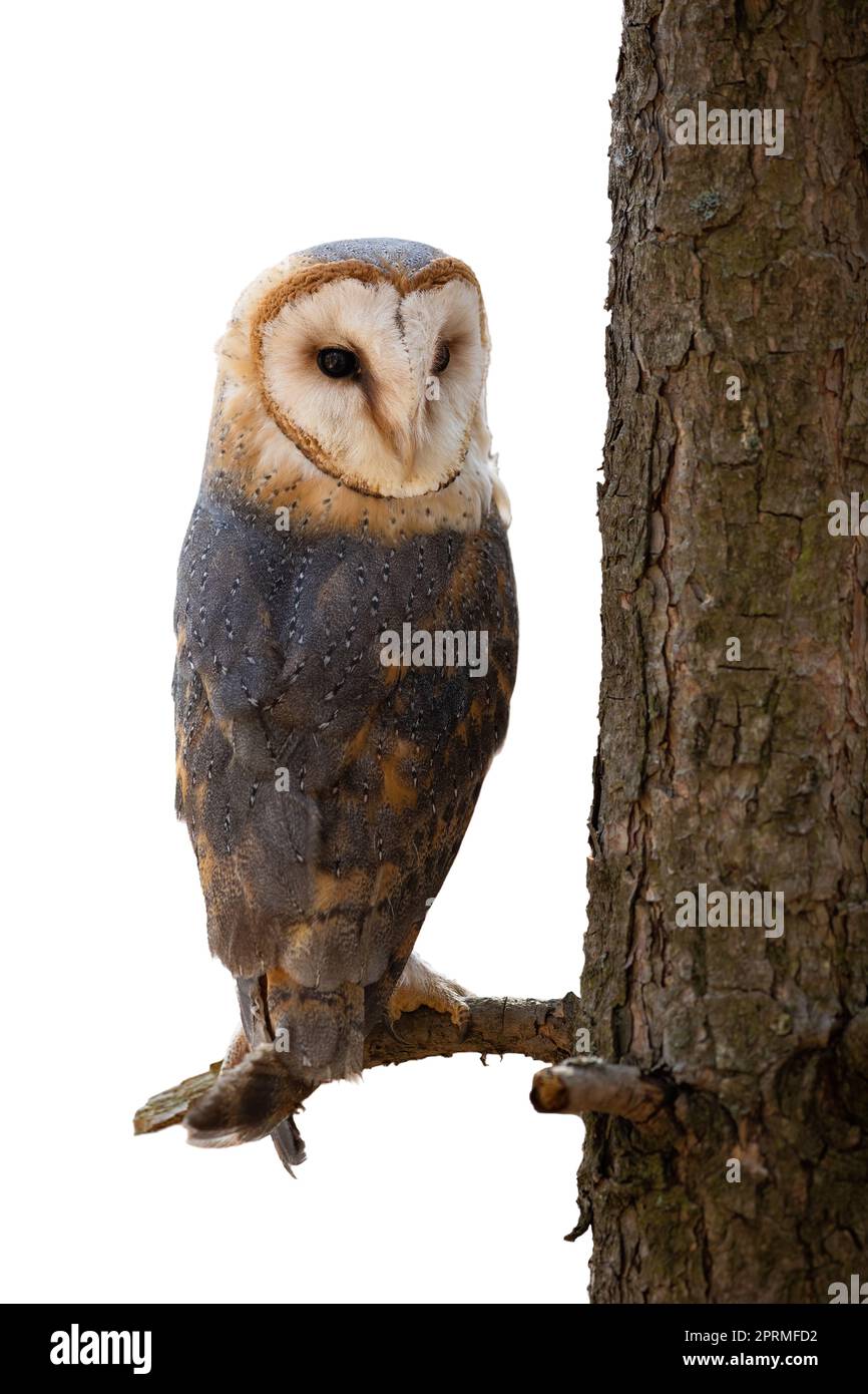 Barn owl resting on a branch by the tree and looking back over shoulder ...
