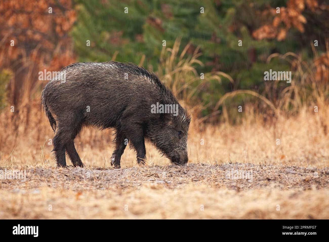 One wild boar sniffing ground hi-res stock photography and images - Alamy