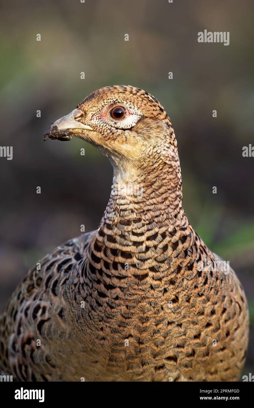 Portrait of common pheasant observing on meadow in autumn Stock Photo ...