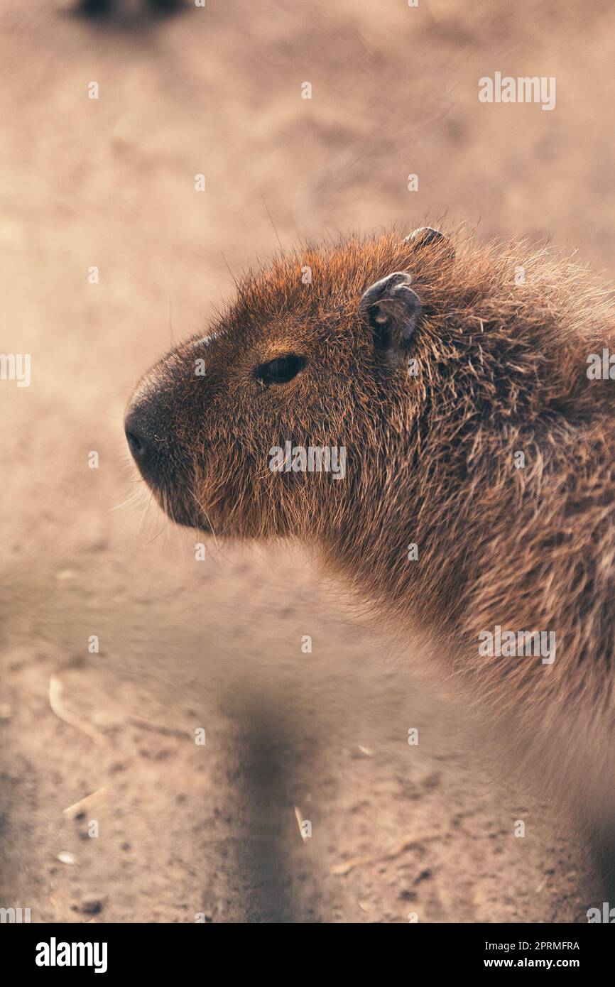 A vertical closeup of a capybara walking around in a zoo Stock Photo ...