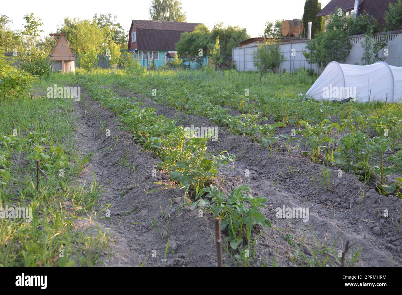 Growing vegetables in the garden in a the village Stock Photo - Alamy
