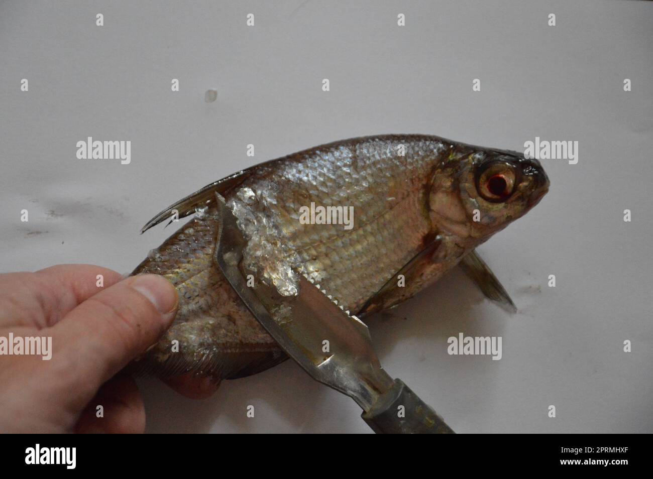 Cleaning river fish after fishing from the scales Stock Photo - Alamy