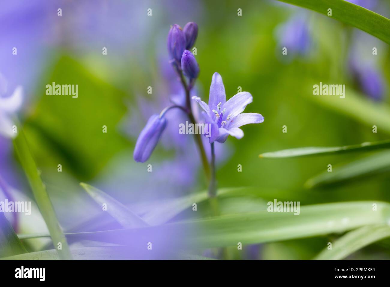 Macro single bluebell Stock Photo - Alamy