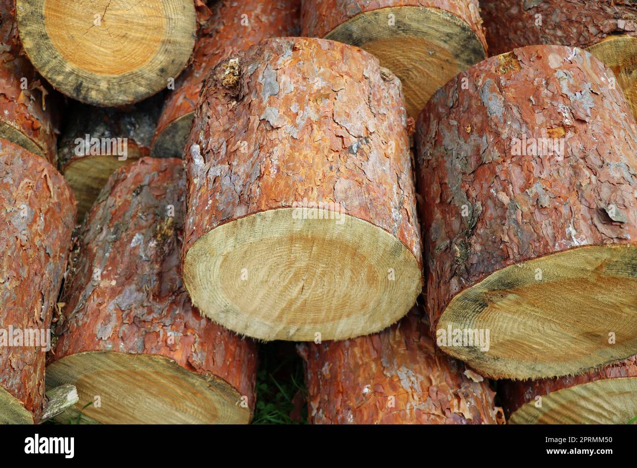 Chopped and stacked up dry firewood at the countryside. Stock pile of ...