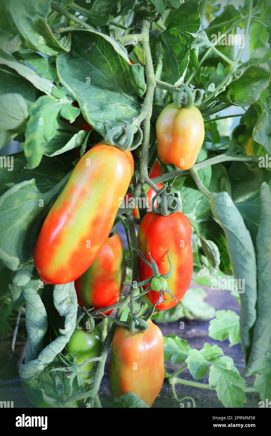 Hybrid basil variety hi-res stock photography and images - Alamy