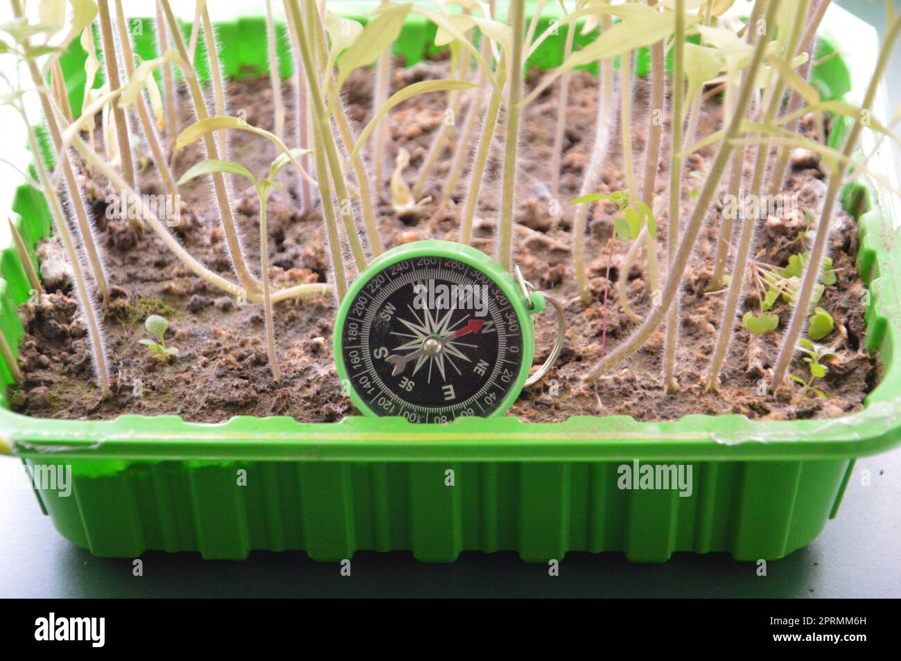 Hand compass for travel on the background of a objects Stock Photo - Alamy