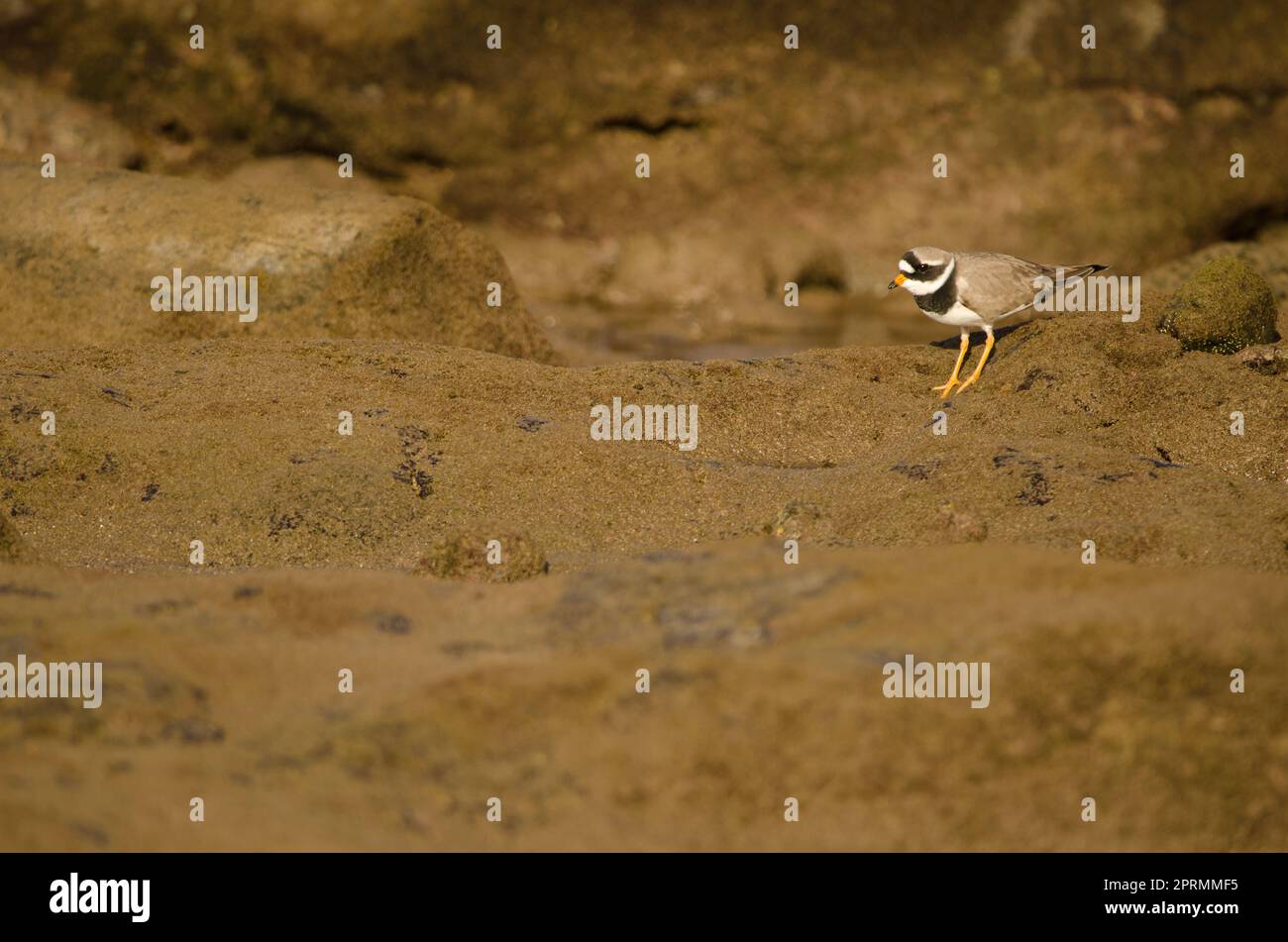 Common ringed plover Stock Photo - Alamy
