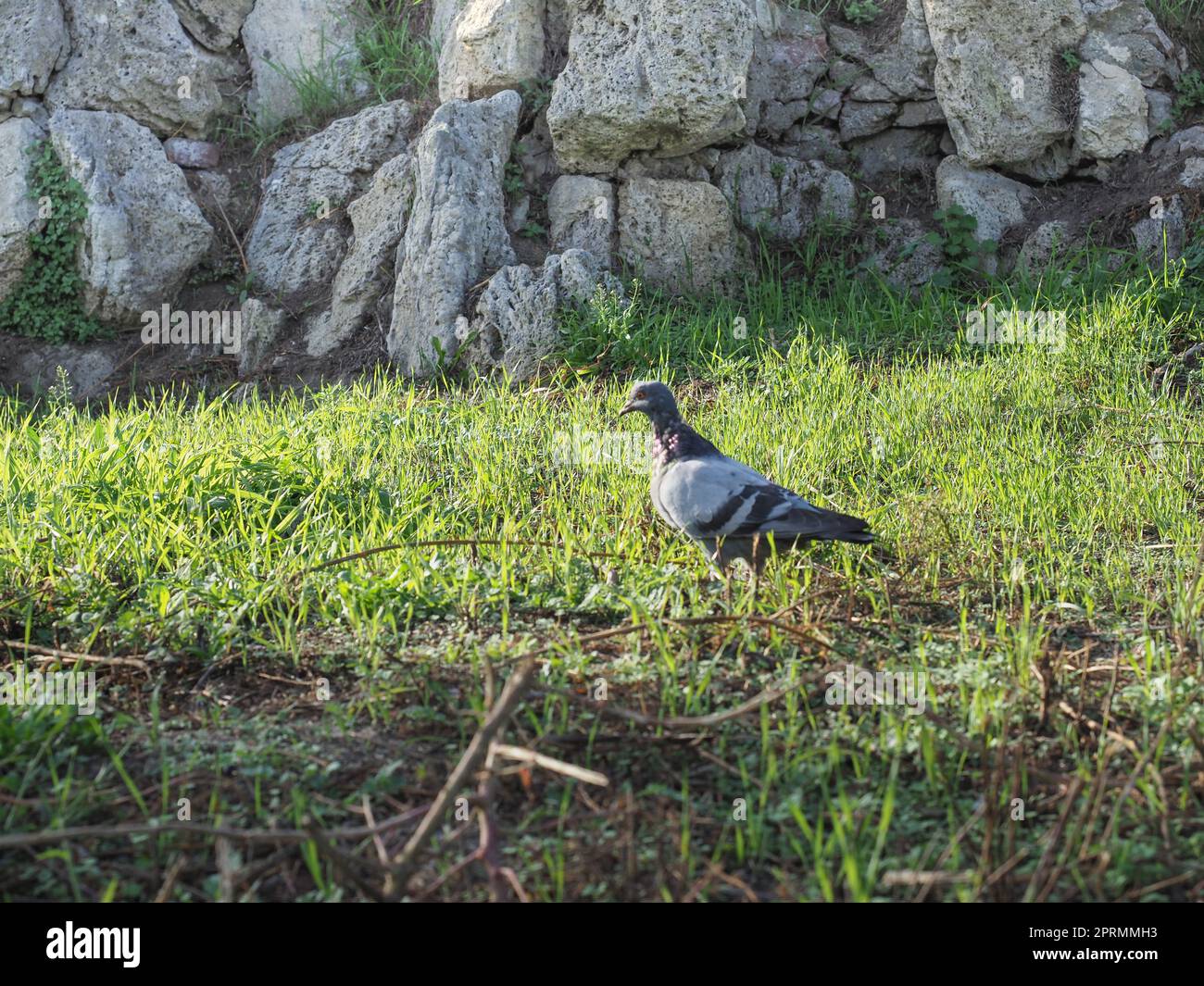 domestic pigeon aka rock pigeon scientific name Columba livia domestica ...