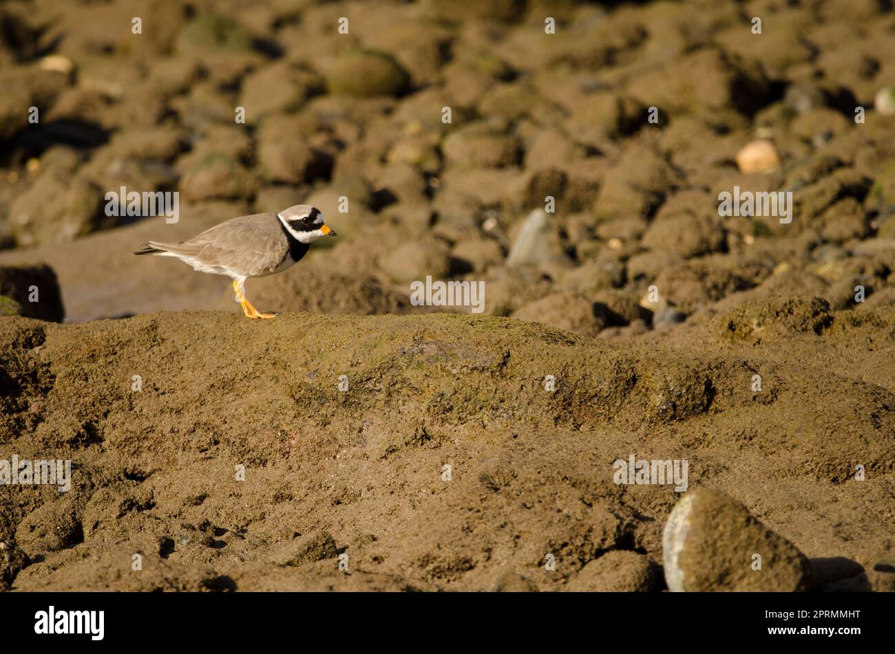 Common ringed plover Stock Photo - Alamy