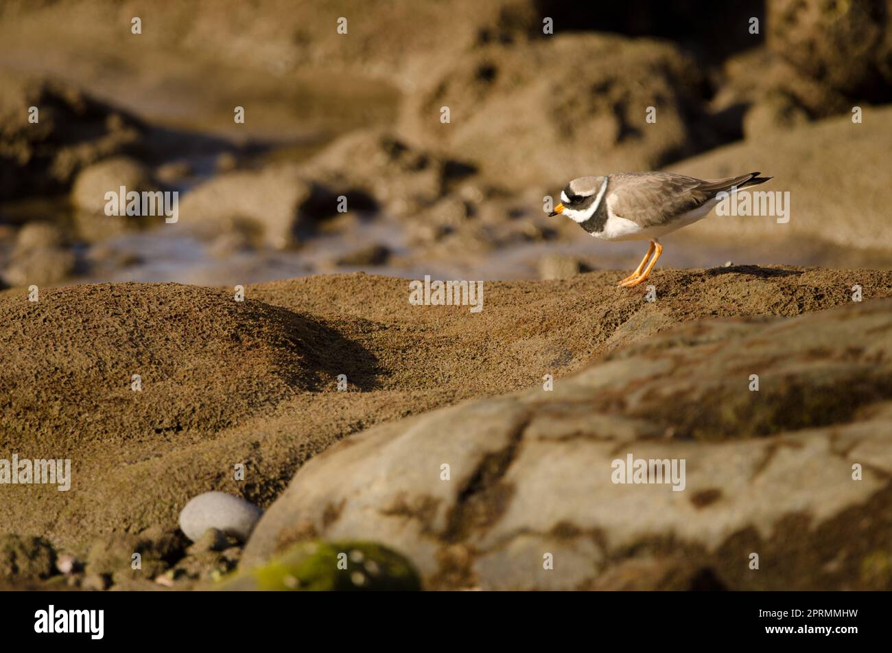Common ringed plover Stock Photo - Alamy