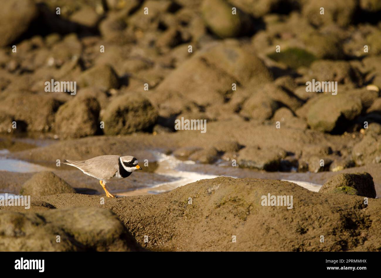 Common ringed plover Stock Photo - Alamy