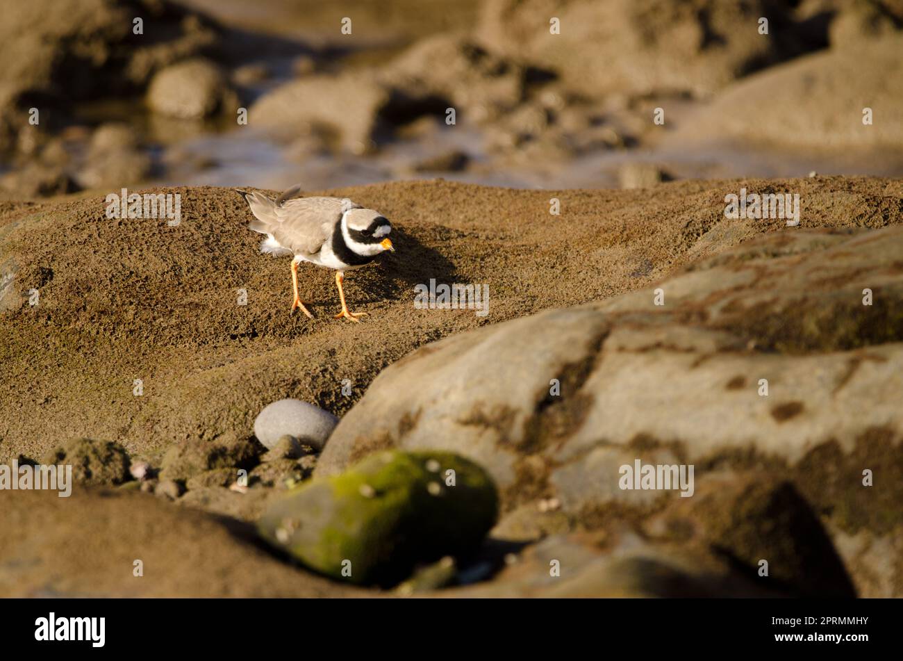 Common ringed plover Stock Photo - Alamy
