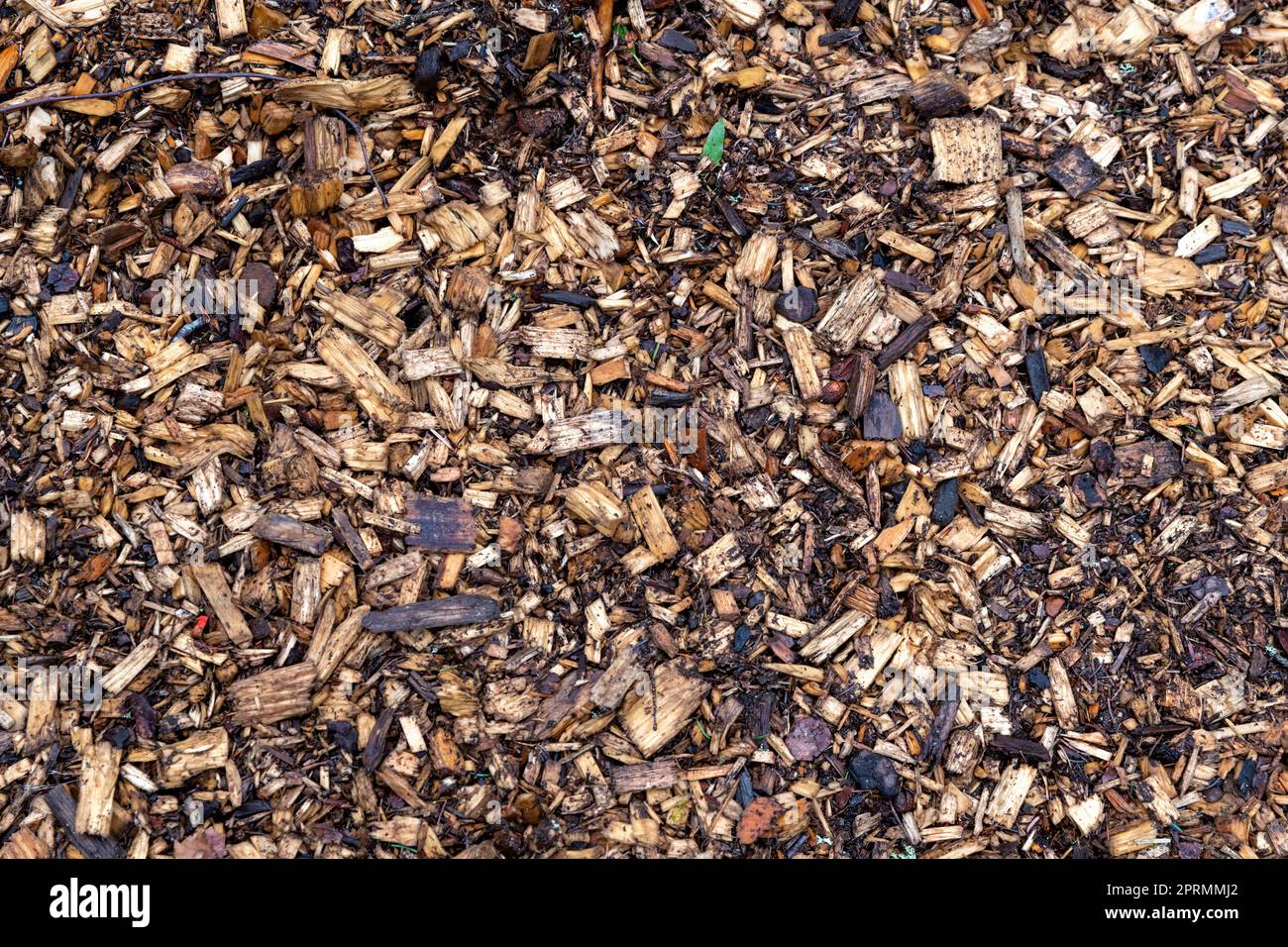 Wet dark softwood chips with foliage evenly spread Stock Photo - Alamy