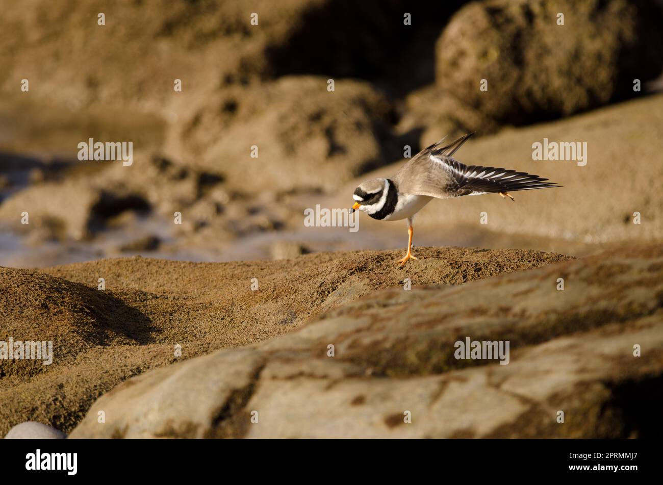 Common ringed plover stretching its wing and leg Stock Photo - Alamy