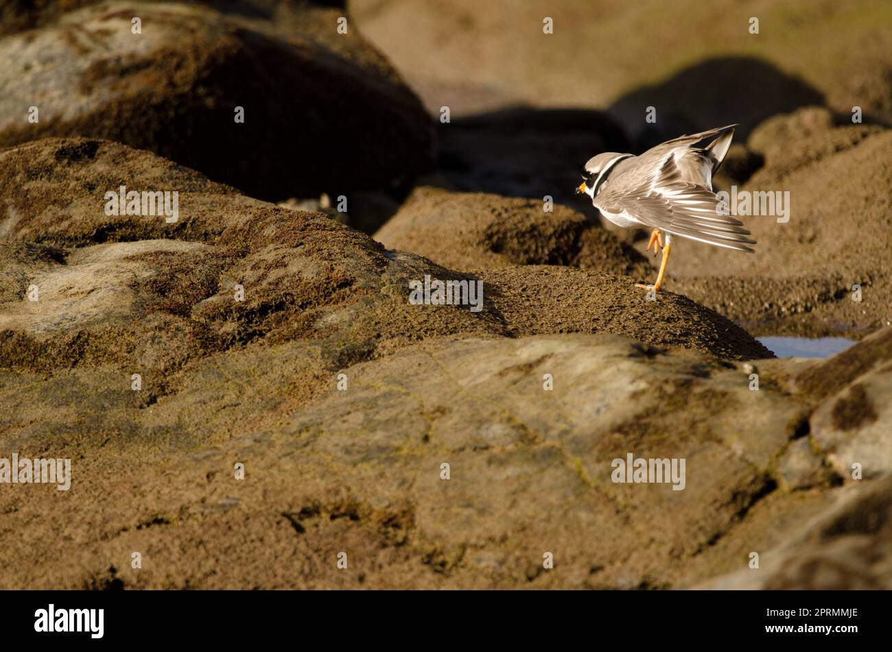 Common ringed plover stretching its wing and leg Stock Photo - Alamy