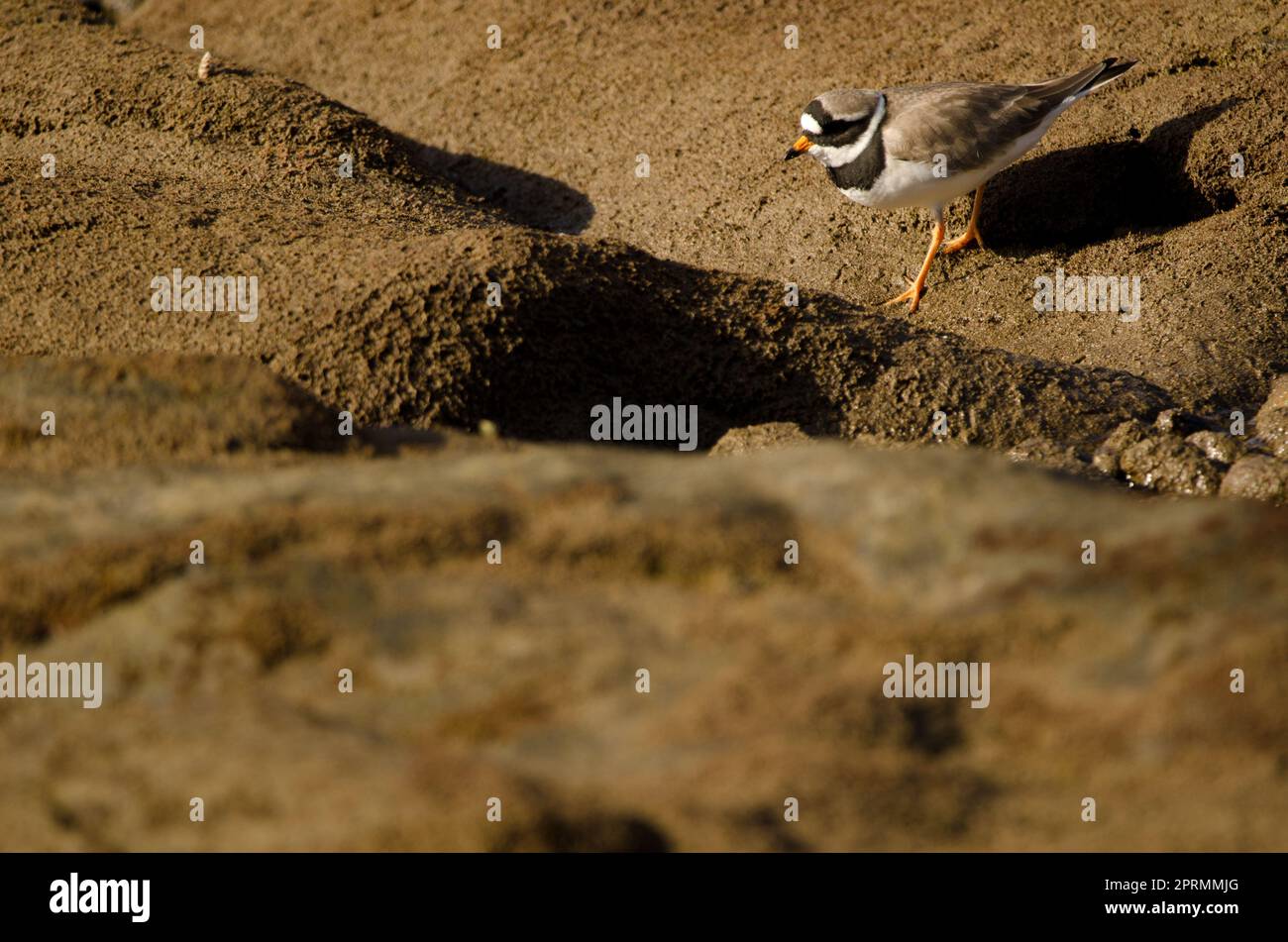 Common ringed plover Stock Photo - Alamy