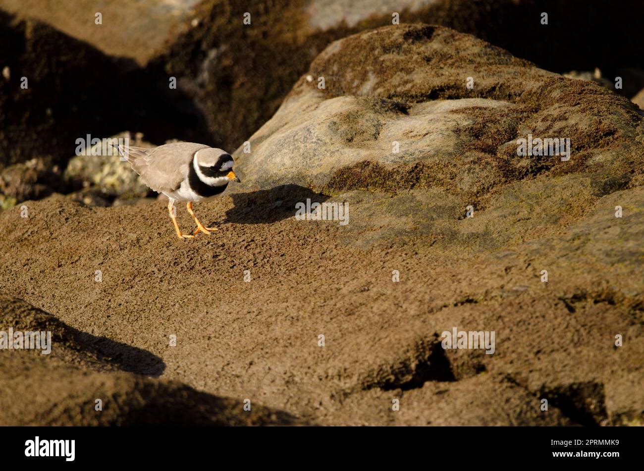 Common ringed plover Stock Photo - Alamy
