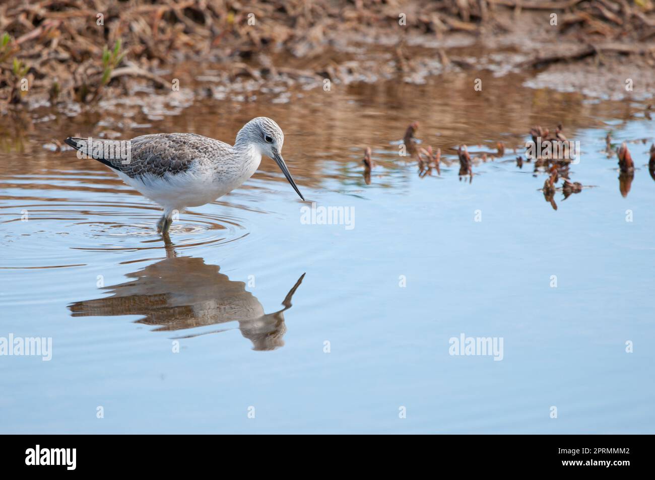 Common greenshank Tringa nebularia Stock Photo - Alamy