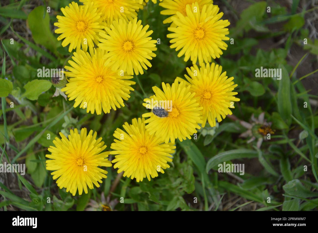 Spring flowers bloomed in the garden in a the village Stock Photo - Alamy