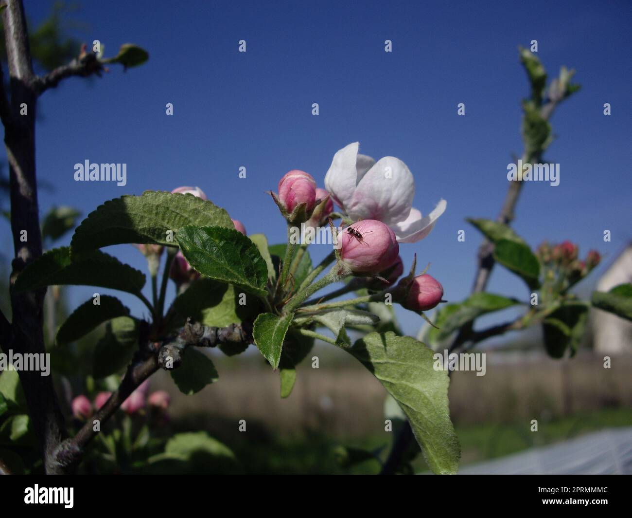 Spring flowers bloomed in the garden in a the village Stock Photo - Alamy
