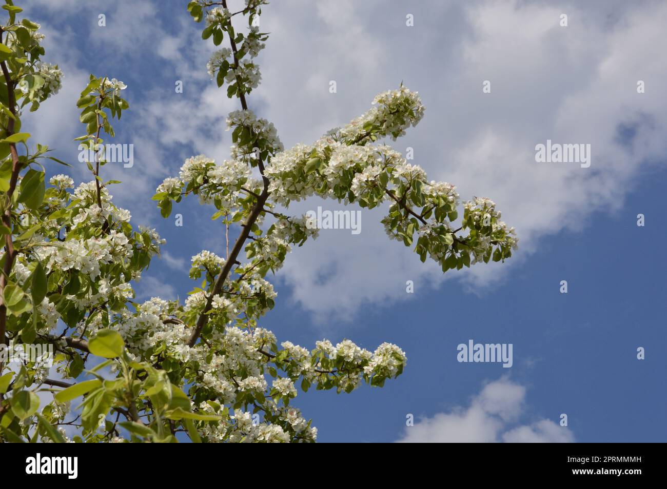 Spring flowers bloomed in the garden in a the village Stock Photo - Alamy