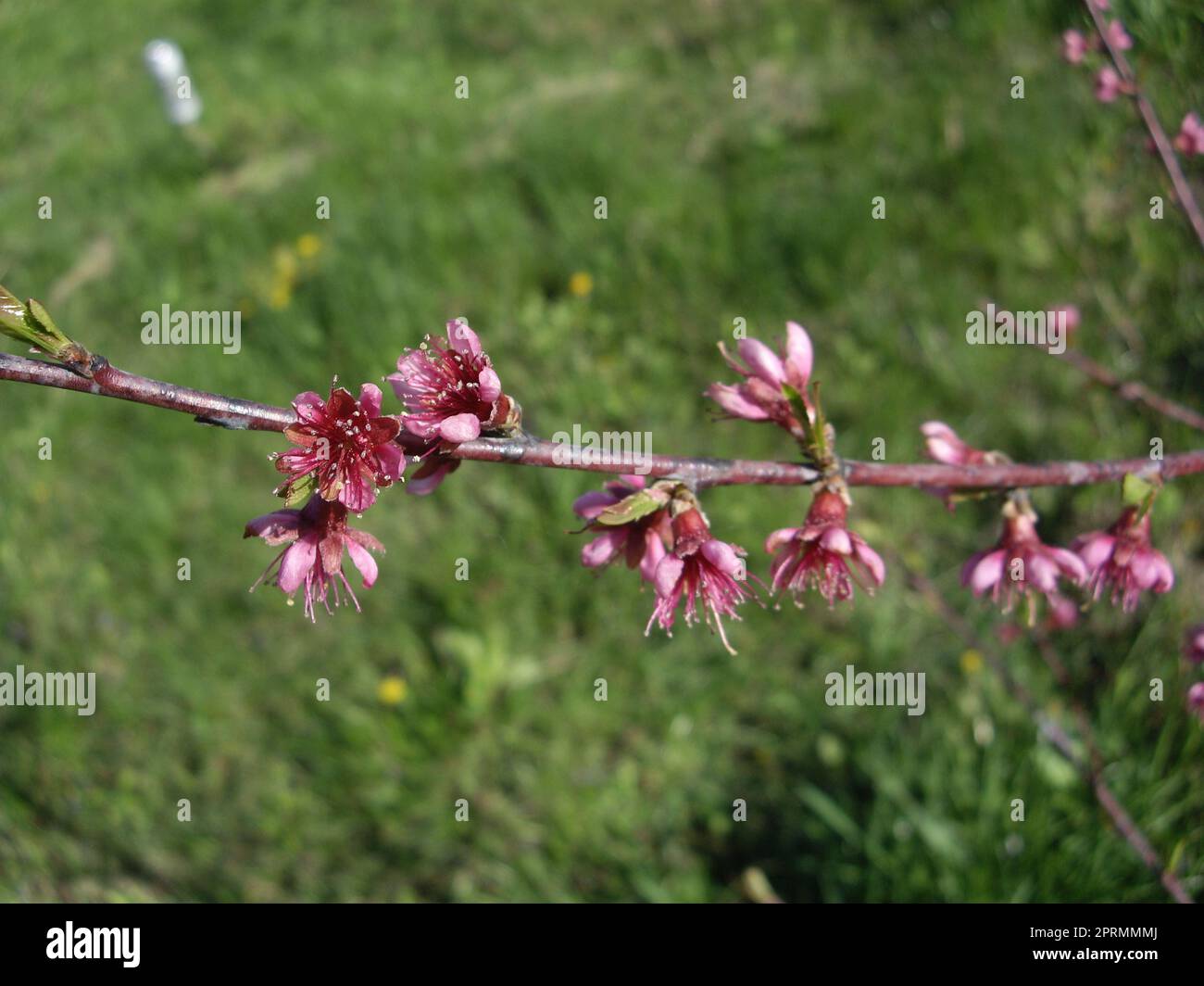 Spring flowers bloomed in the garden in a the village Stock Photo - Alamy