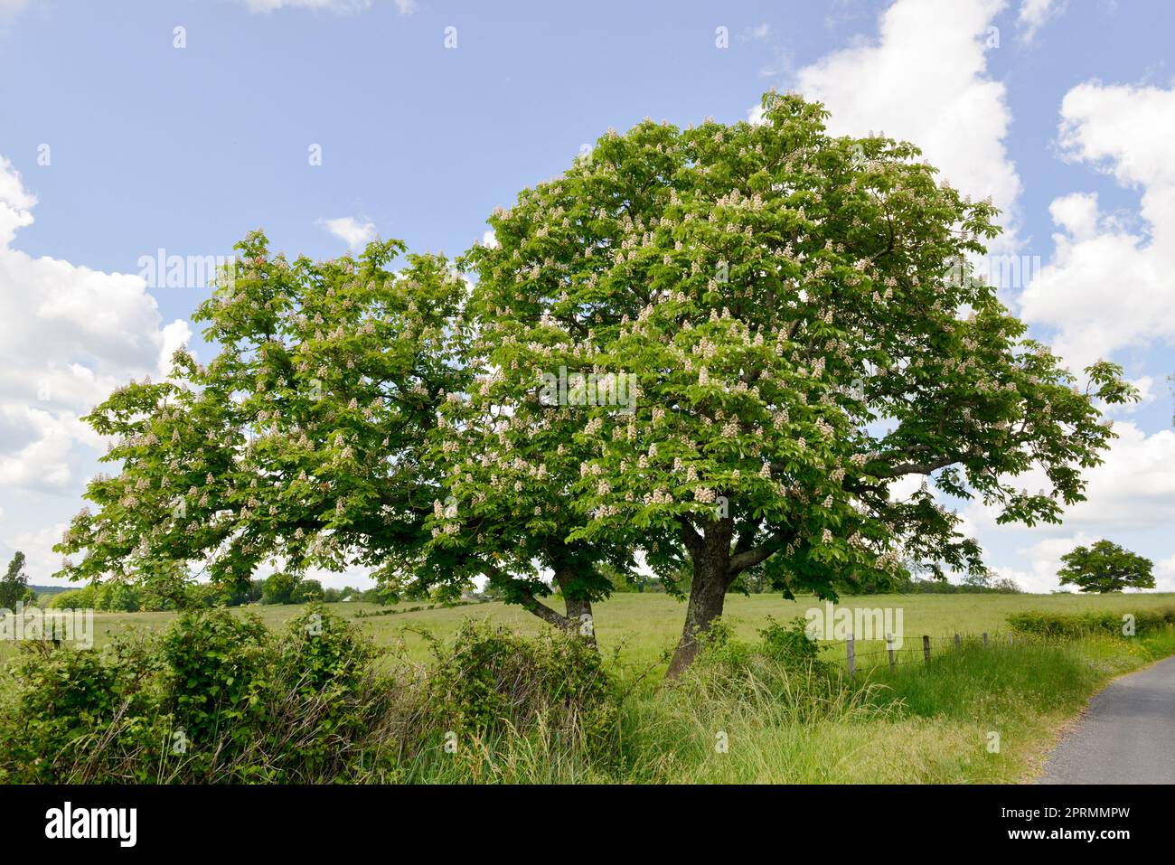 Two horse chestnut trees (aesculus hippocastanum) in bloom on a country ...