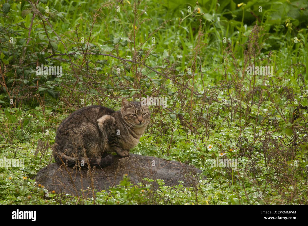 Feral cat resting Stock Photo - Alamy