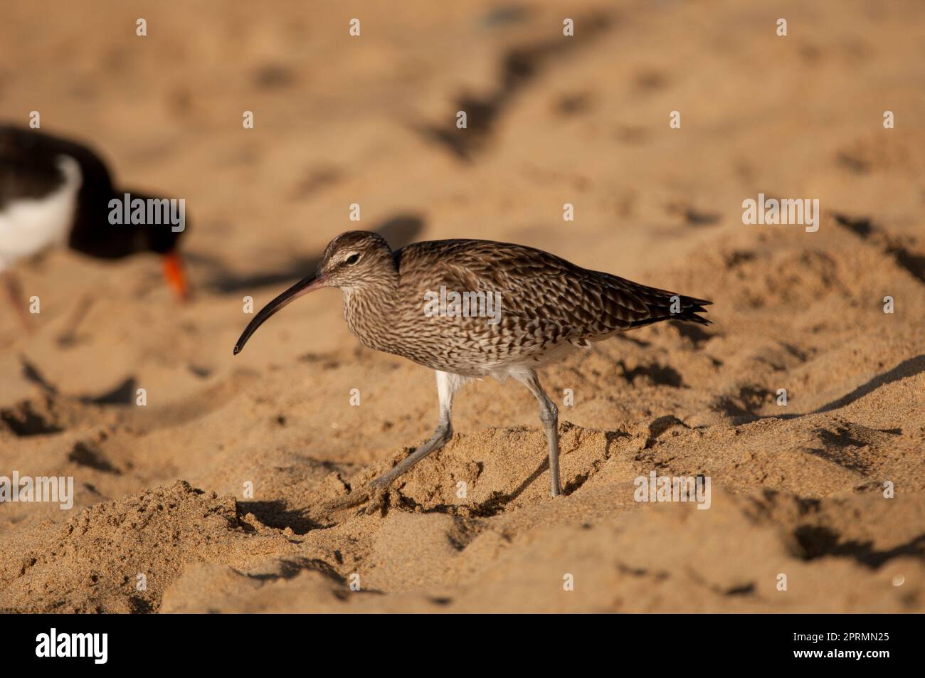 Eurasian whimbrel Numenius phaeopus Stock Photo - Alamy