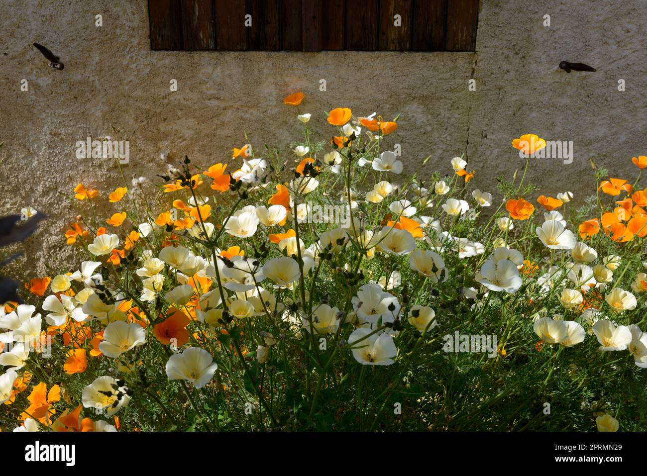 Mixed white and orange California poppies at the edge of the house on a ...