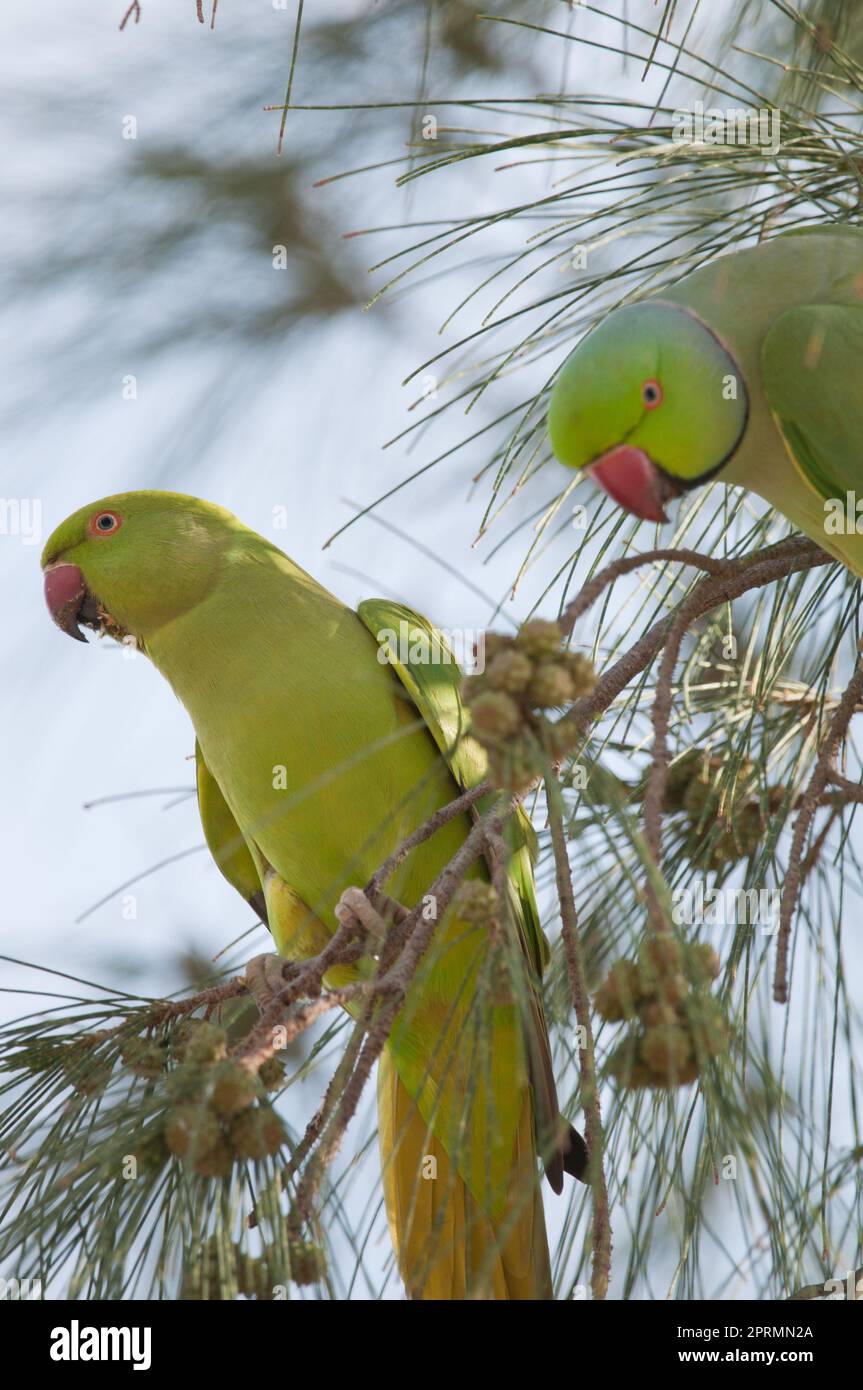 Pair of rose-ringed parakeets Stock Photo - Alamy