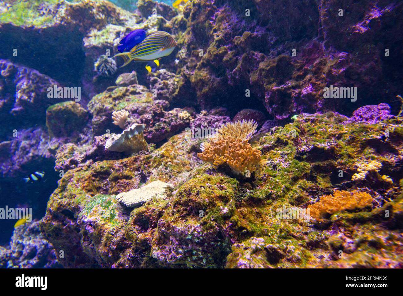 Beautiful sea water fish tank Stock Photo - Alamy