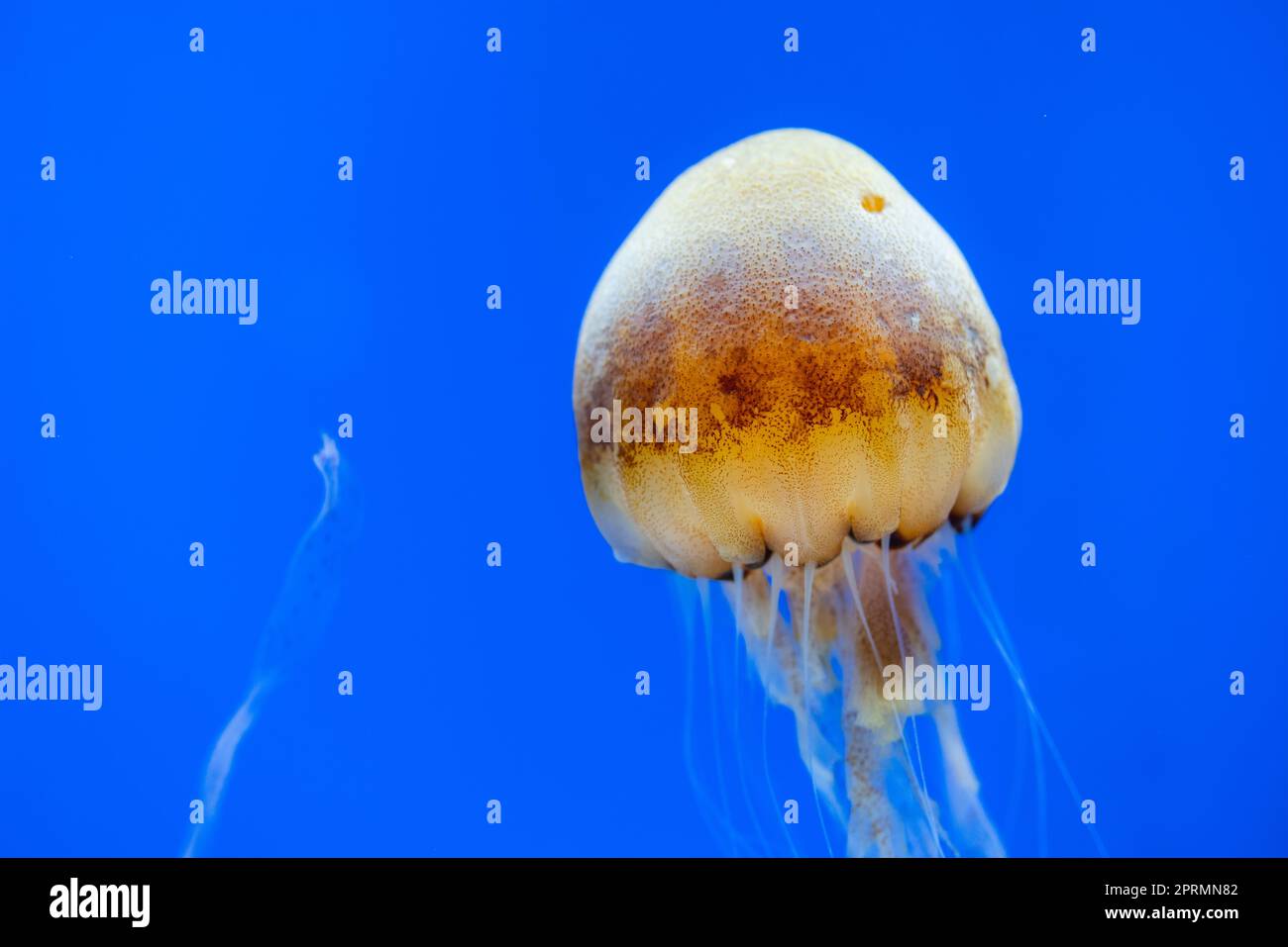 Deep water tank hi-res stock photography and images - Alamy