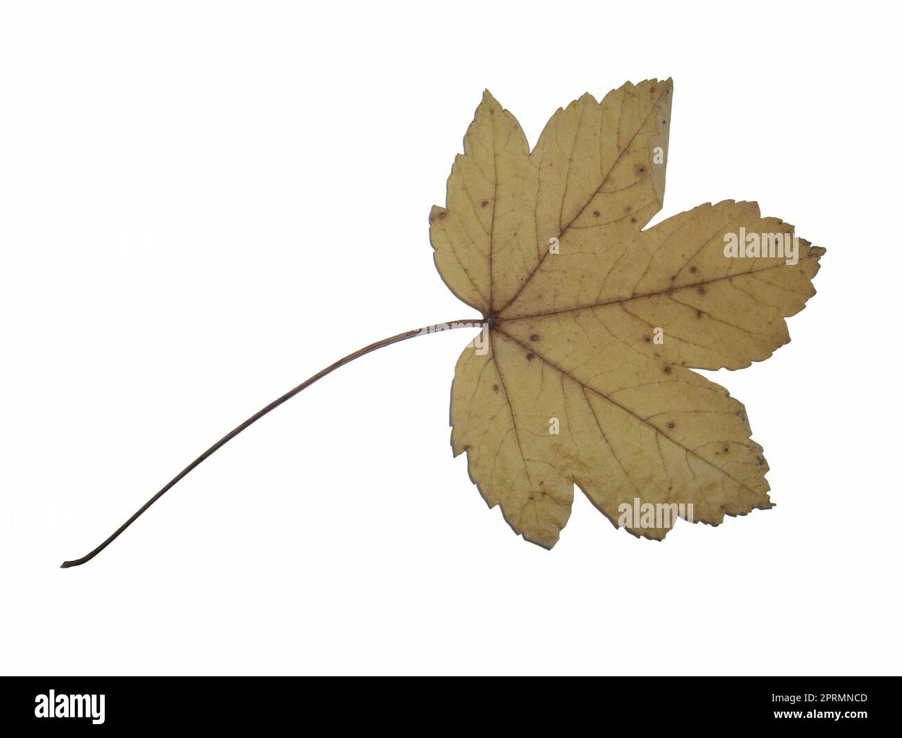 Dried leaves of trees and plants herbarium on white the background ...