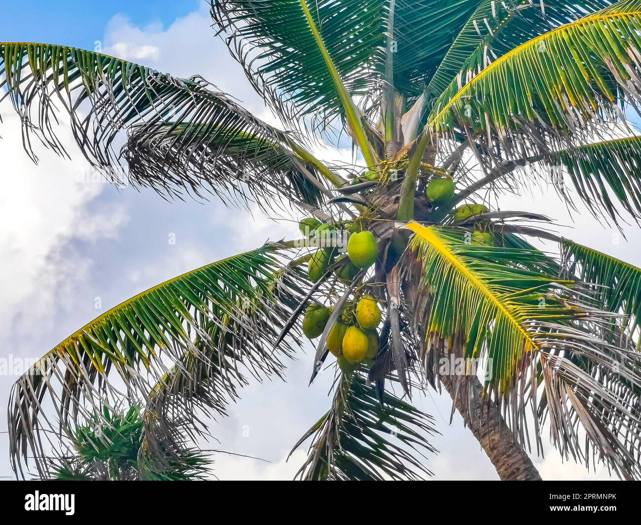 Tropical palm tree coconuts blue sky in Tulum Mexico Stock Photo - Alamy