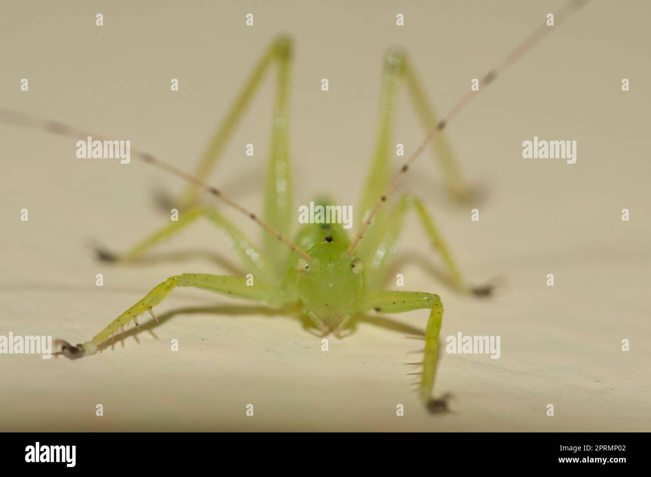 Katydid, Tettigoniidae Family, Klungkung, Bali, Indonesia Stock Photo ...