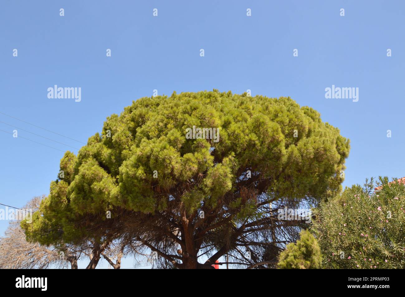 Tropical pine trees on the island of Rhodes in the Greece Stock Photo ...