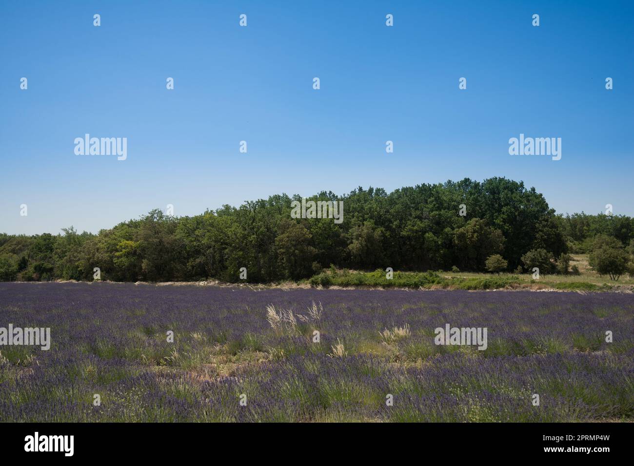 Beautiful lavender field hi-res stock photography and images - Alamy