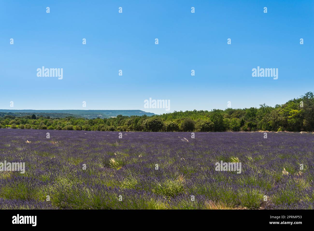 Beautiful lavender field hi-res stock photography and images - Alamy