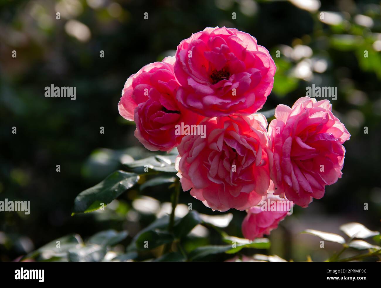 Rose Pink flowers in the garden backgrounds. High quality photo Stock ...