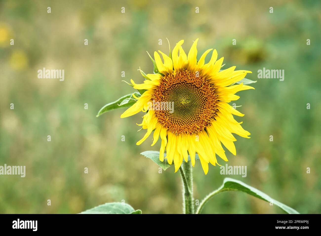 Sunflower shown individually on a sunflower field. Round yellow flower ...