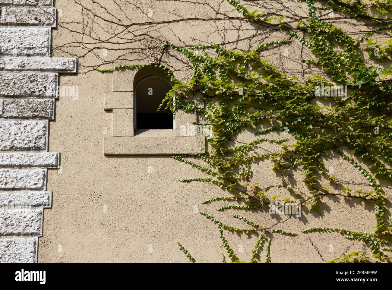 Stone wall with ivy and stained glass window of church. High quality photo Stock Photo - Alamy