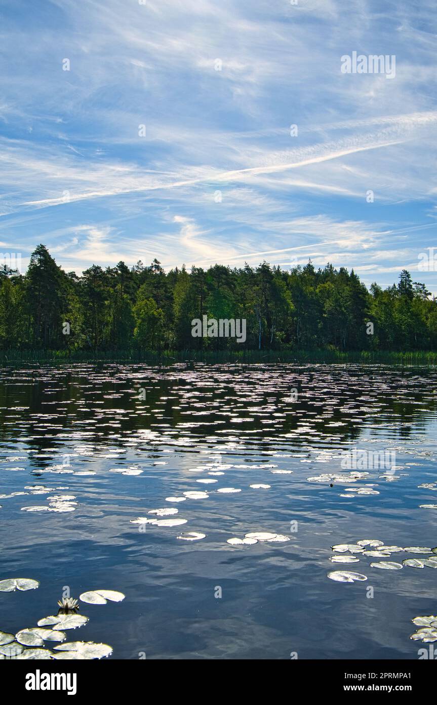 on a lake in Sweden in Smalland. Water lily field, blue water, sunny ...