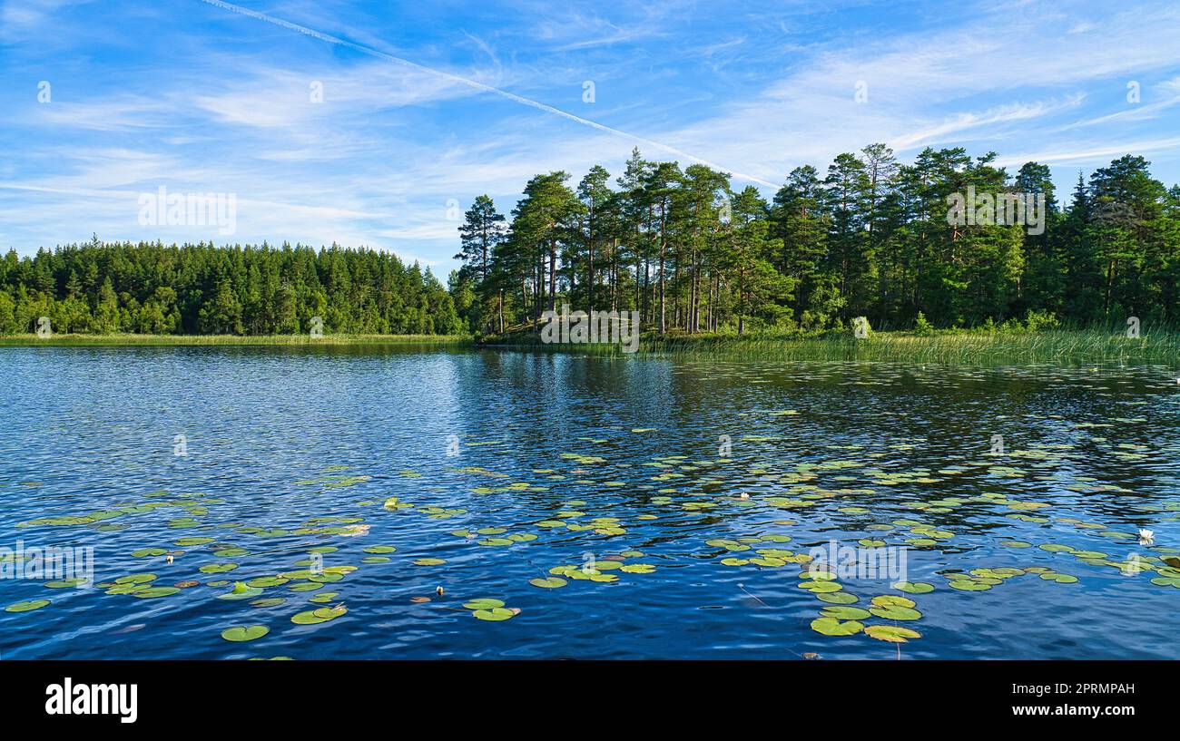 on a lake in Sweden in Smalland. Water lily field, blue water, sunny ...